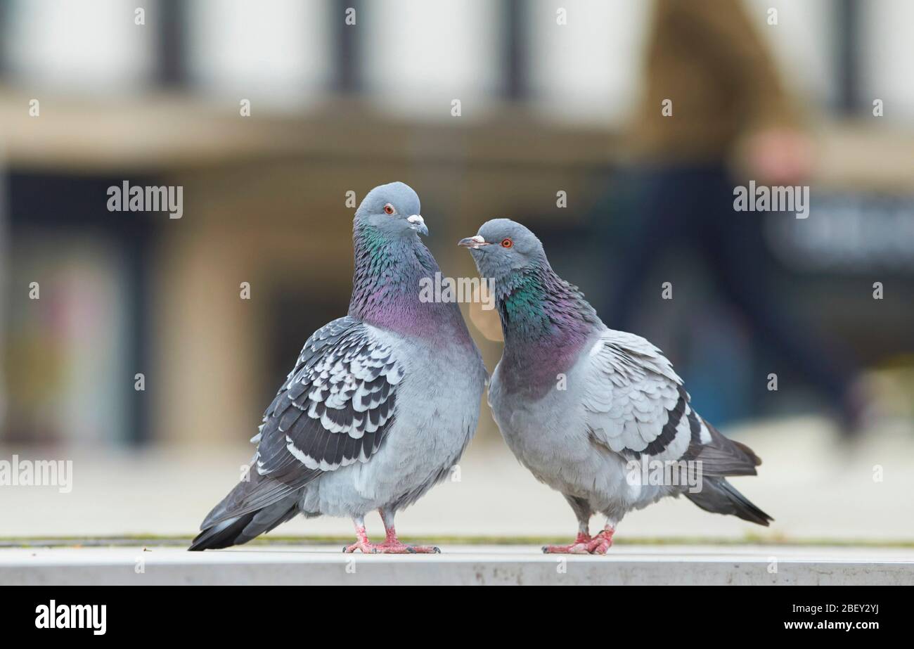 Affection wildlife hi-res stock photography and images - Alamy