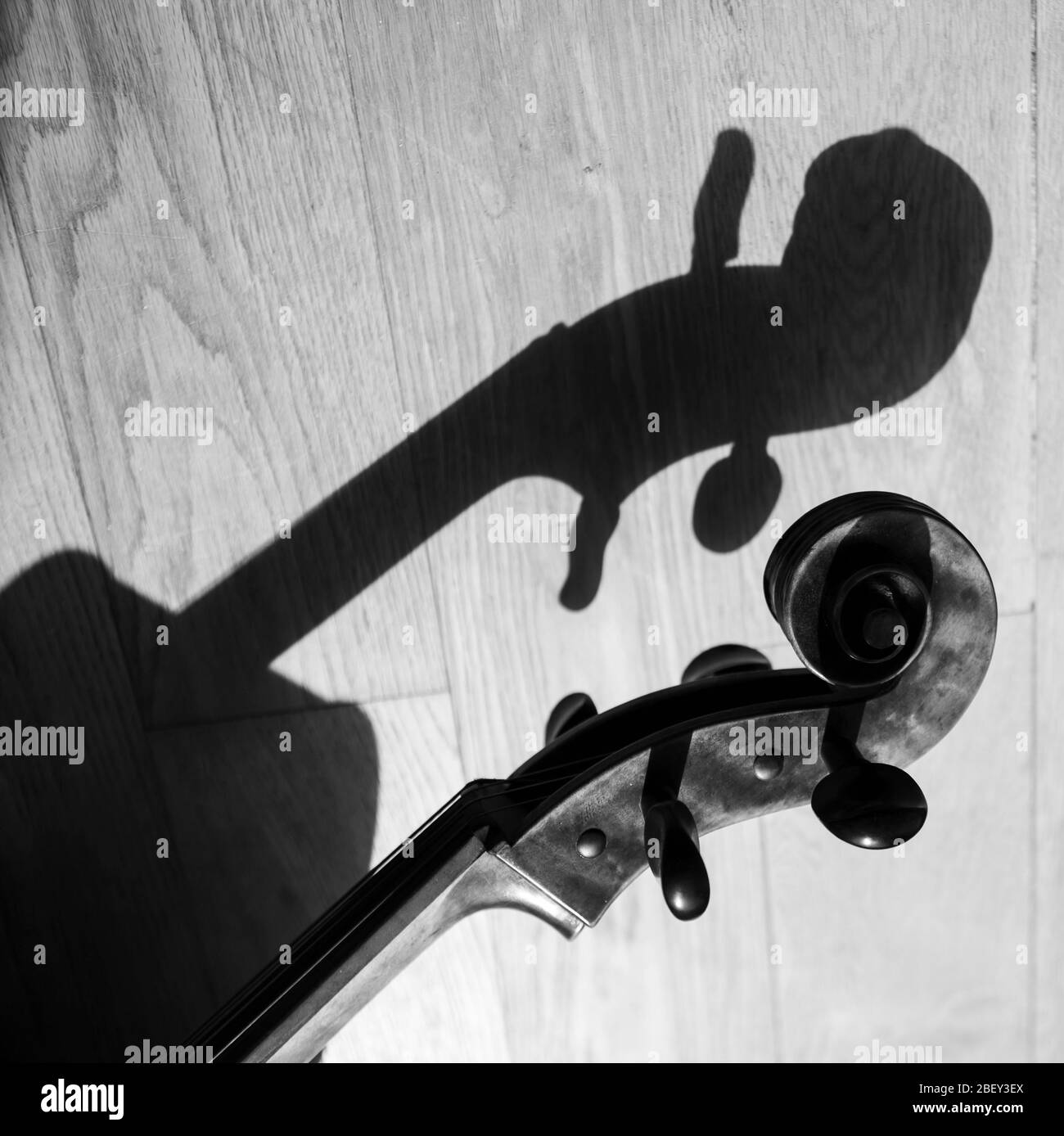 Cello Black And White