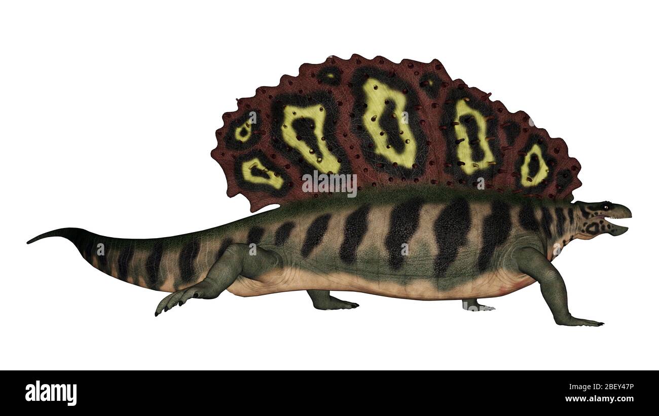 Edaphosaurus High Resolution Stock Photography and Images - Alamy