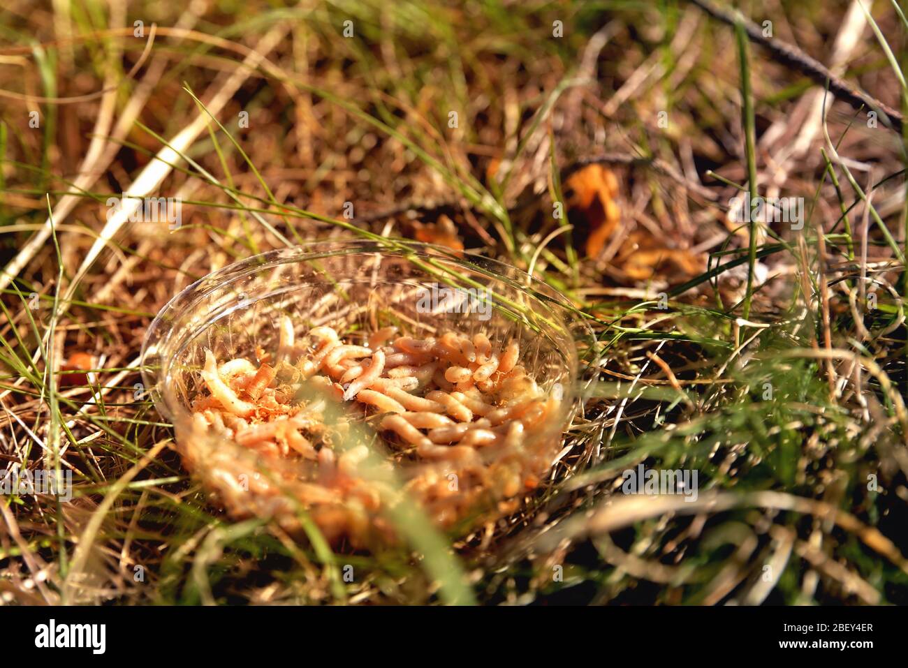 Maggots for fishing in a transparent box in the grass, sunlight ...