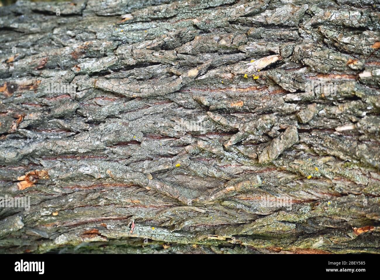 Bark of a tree of heterogeneous texture, volume texture of gray color ...