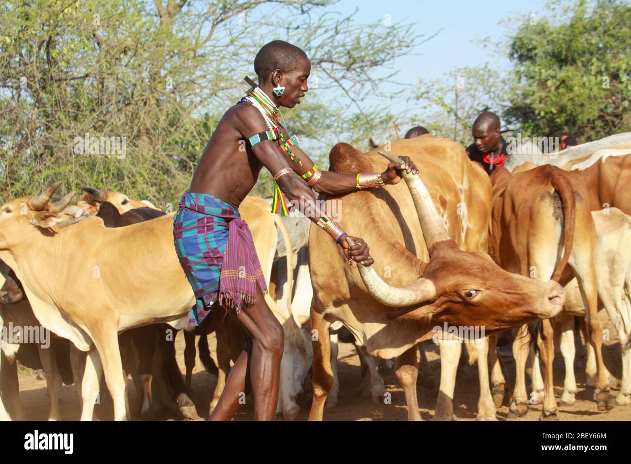 Africa, Ethiopia, Omo River Valley Hamer Tribe The Jumping of the Bulls ...