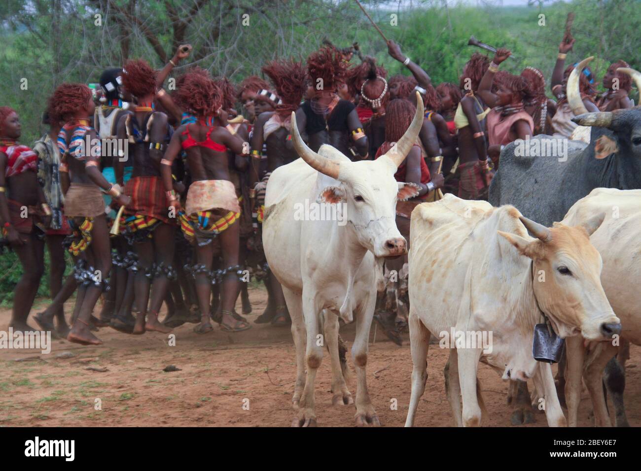 Cow jumping hamar hi-res stock photography and images - Alamy