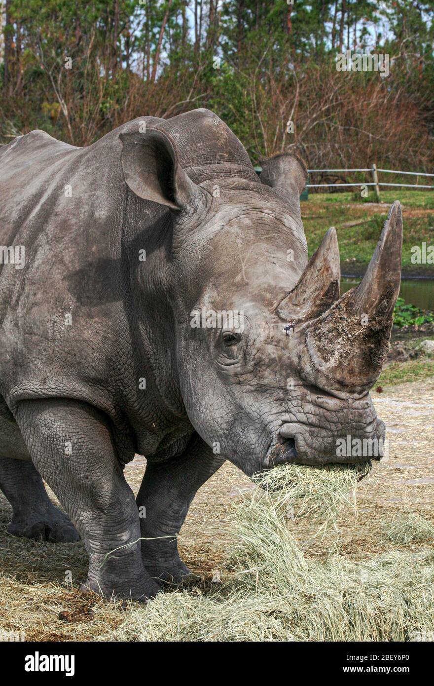 Rhinos eating hi-res stock photography and images - Alamy