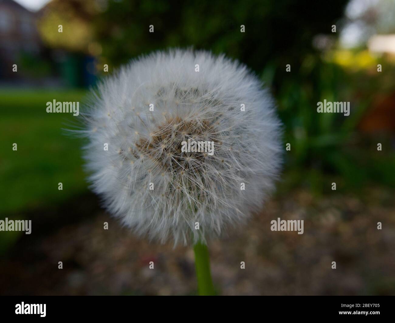 Globe shaped dandelion clock in spring against dark background Stock ...