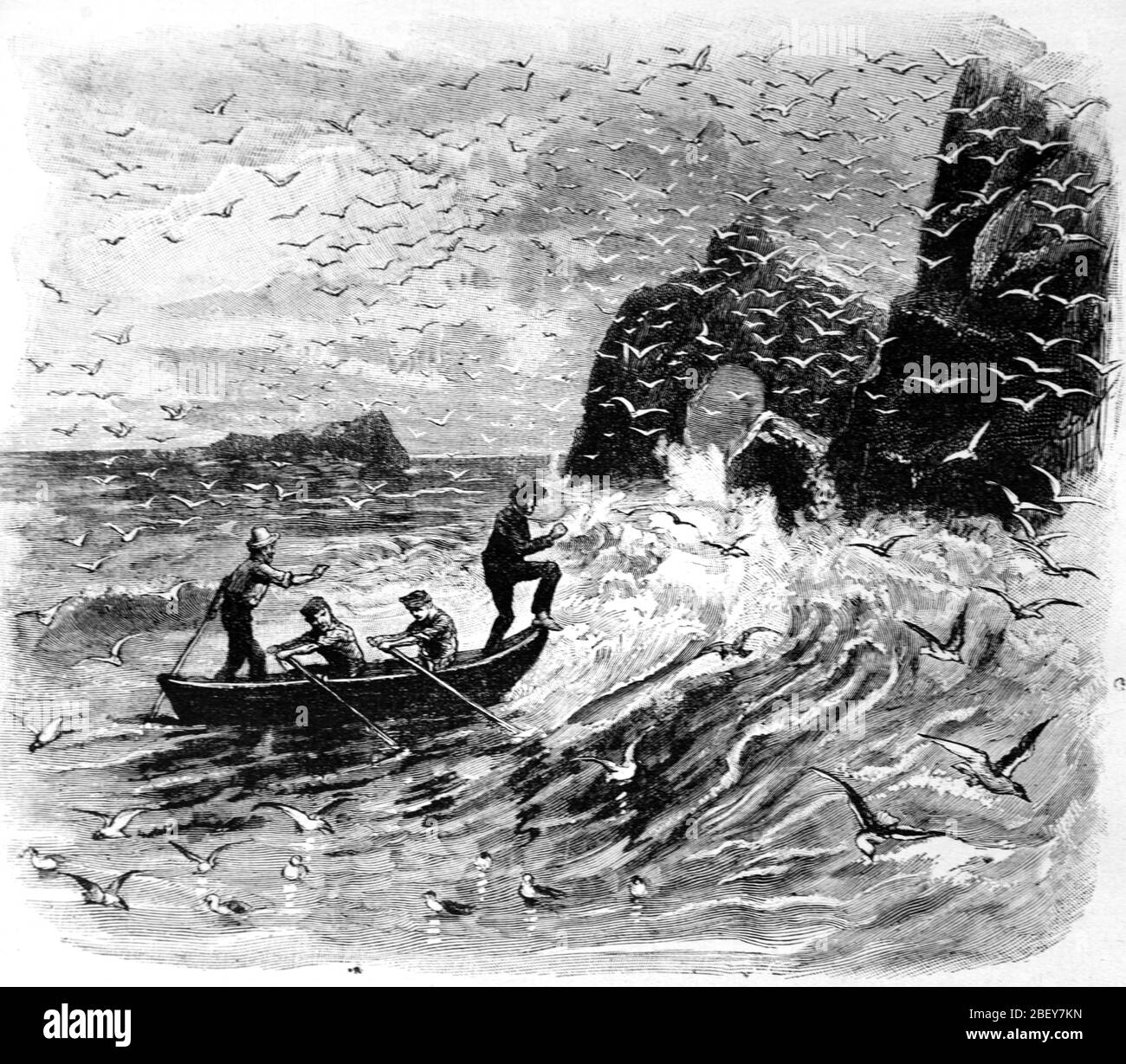 Bird Hunters Raiding Seabird Colony of Puffins, Greater Shearwater ...
