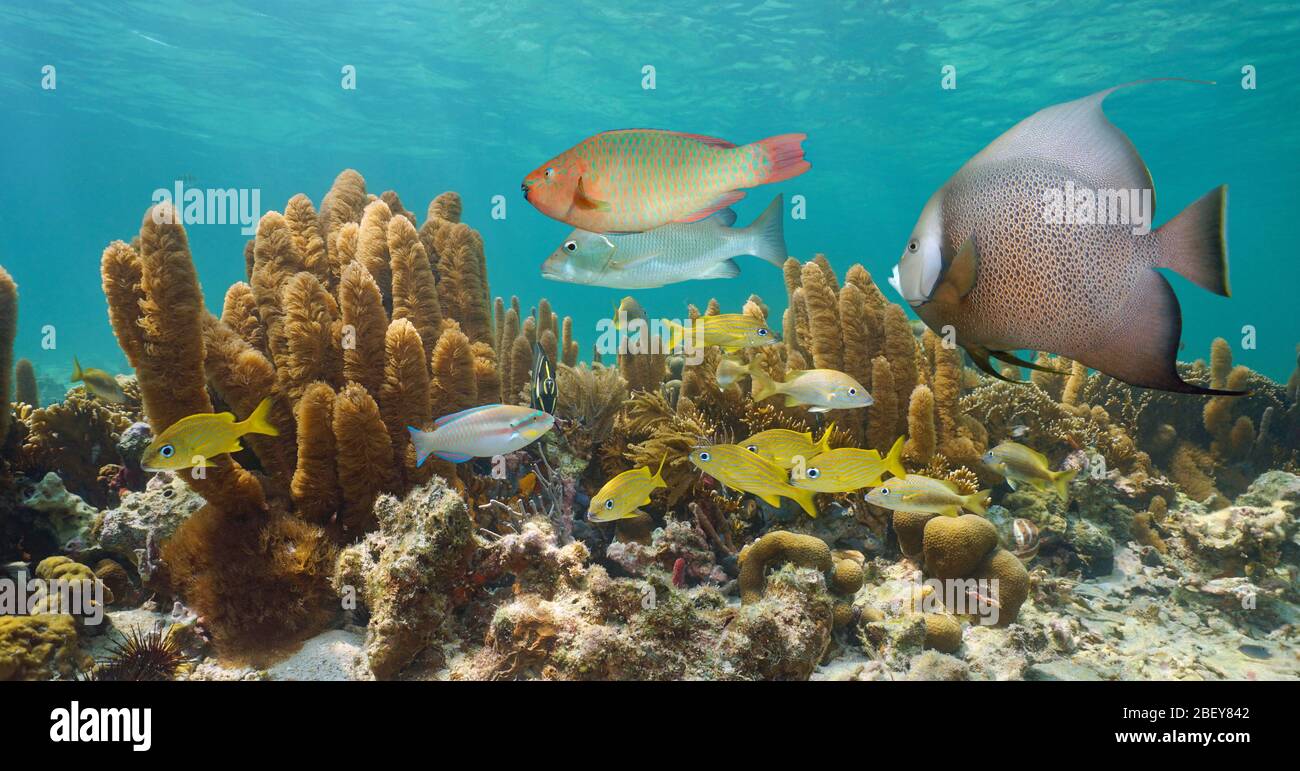 Caribbean sea underwater coral reef with colorful tropical fish ...