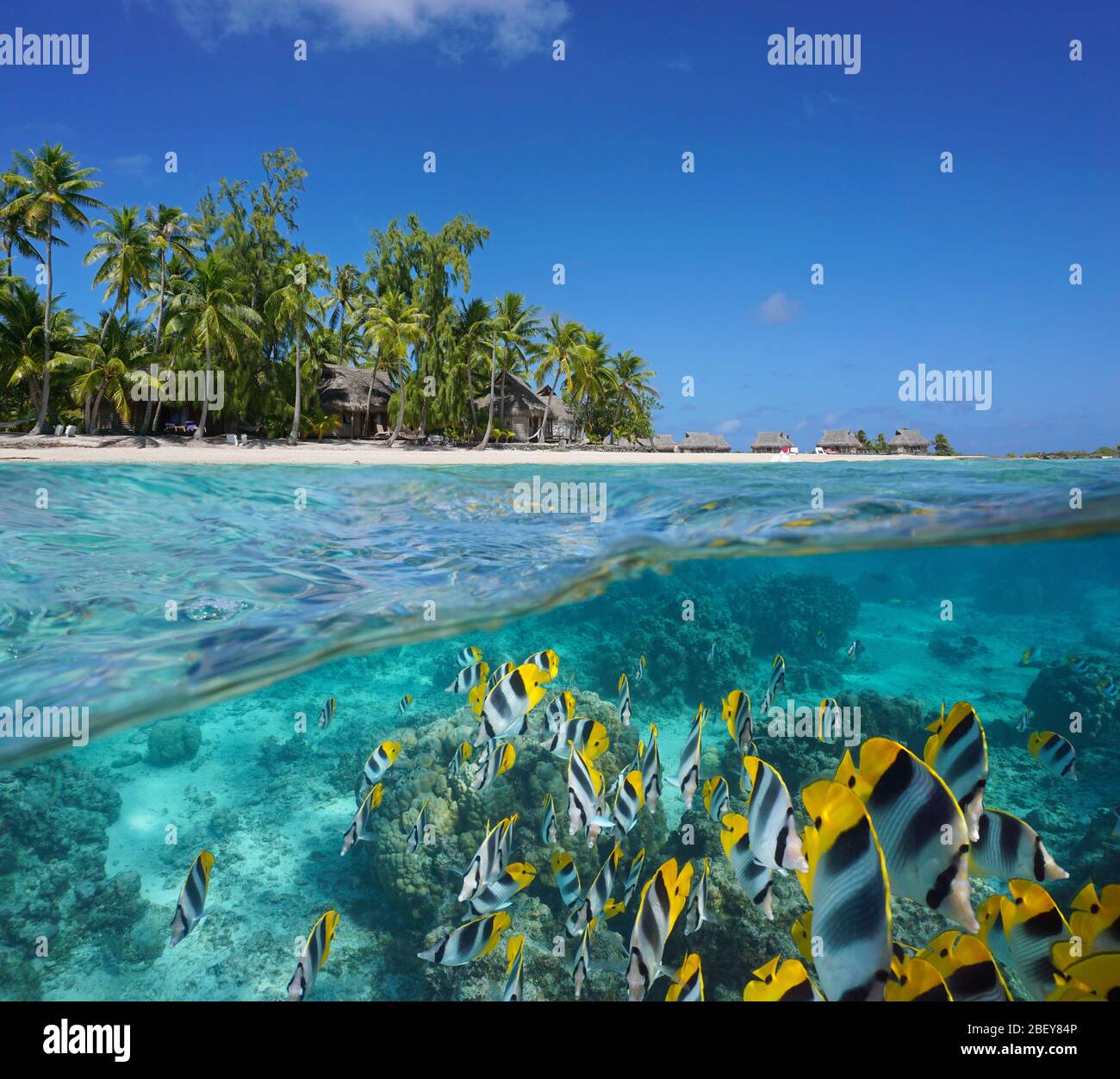 A school of fish underwater (butterflyfish) in front of a tropical ...