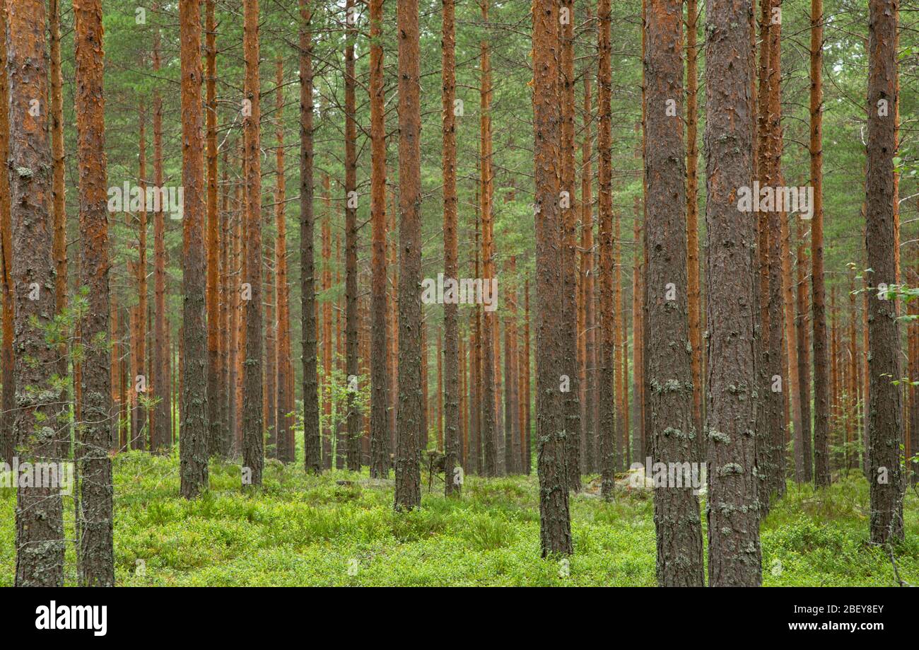 Pines ( Pinus Sylvestris ) growing at coniferous / heath forest ...