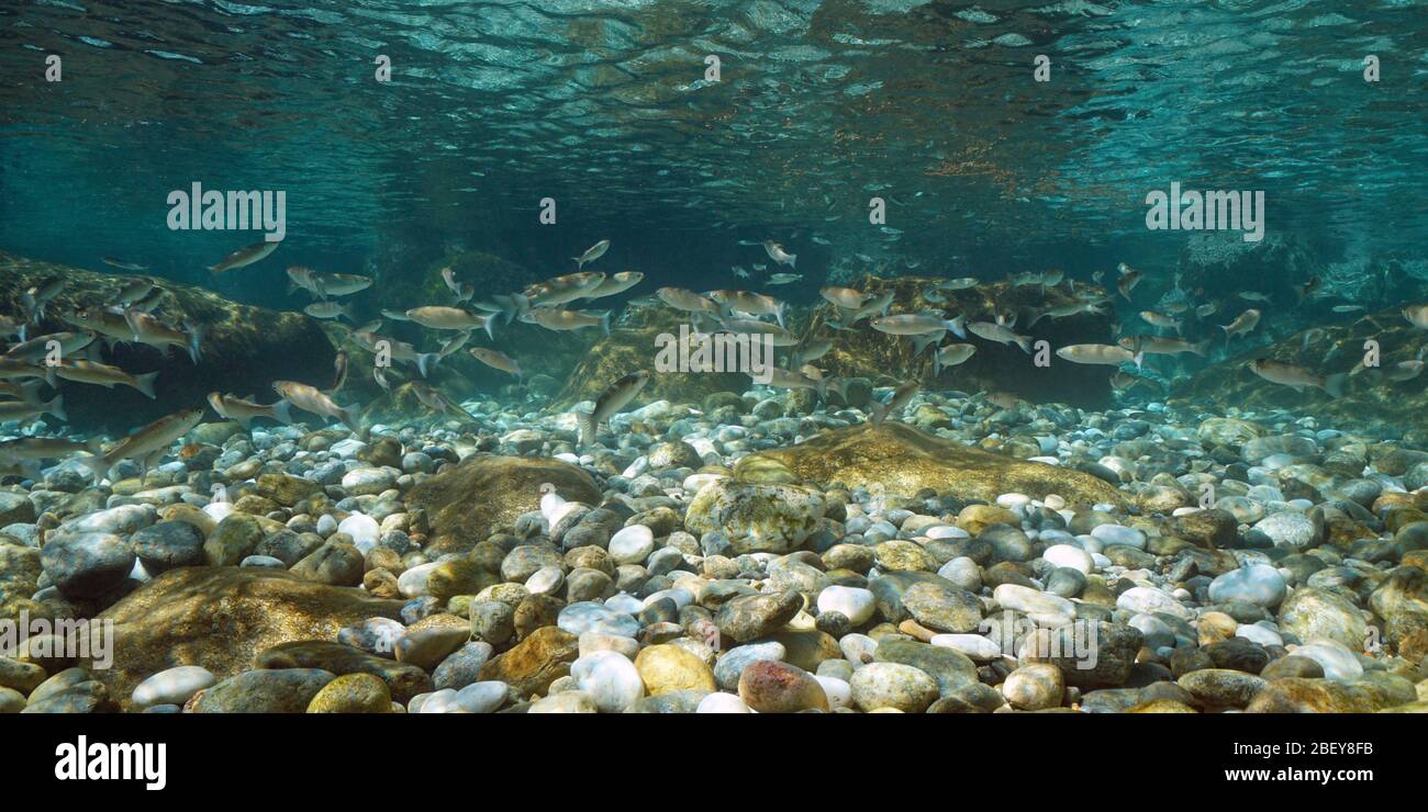 Mullet fish hi-res stock photography and images - Alamy