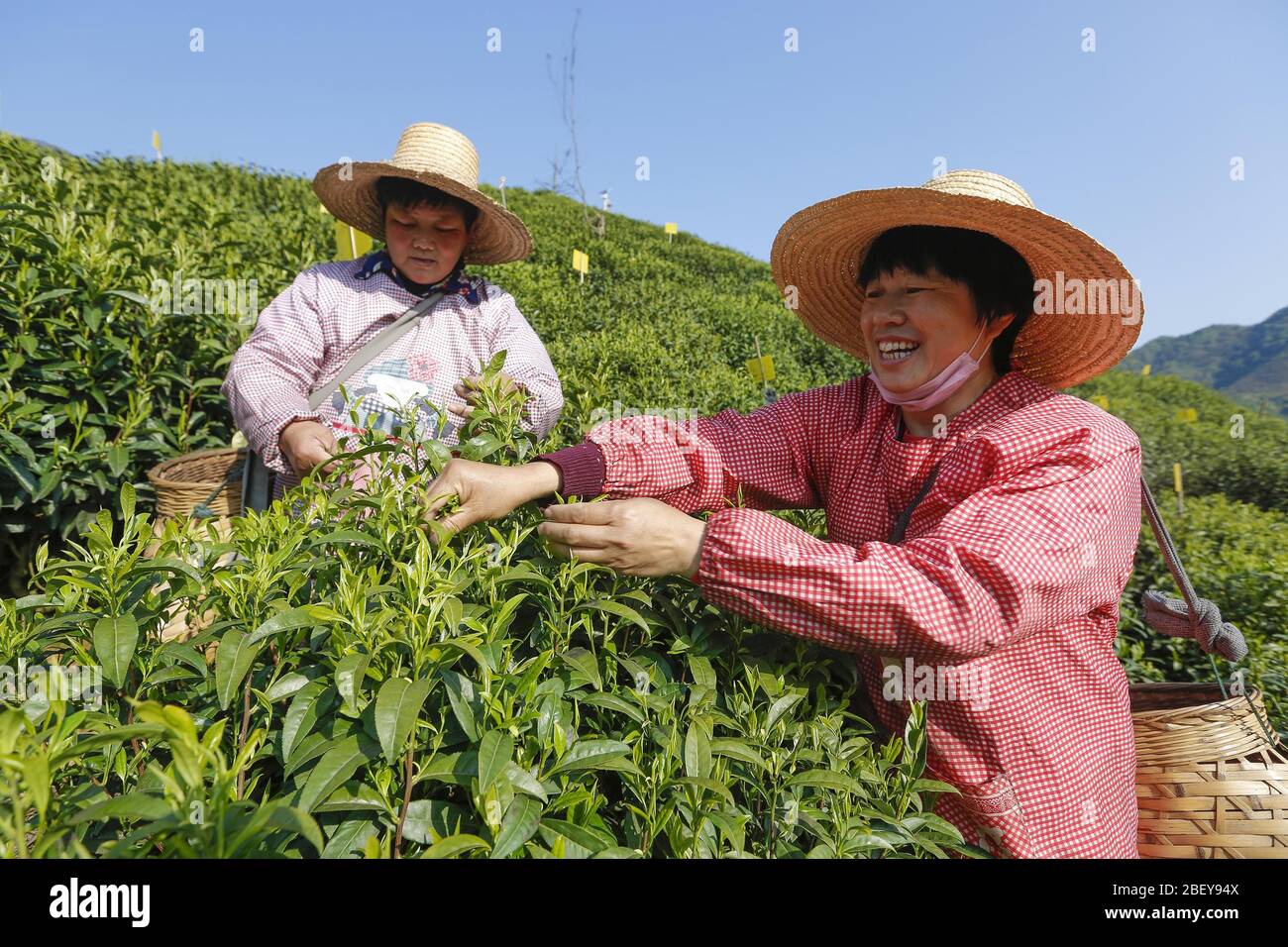 Ecological Tea Garden High Resolution Stock Photography and Images - Alamy