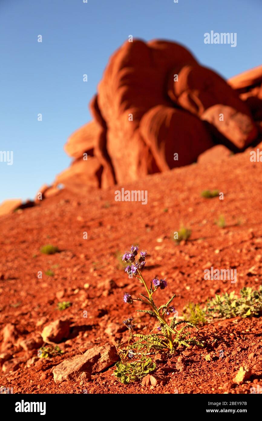 Wild desert flowers monument valley hi-res stock photography and images ...
