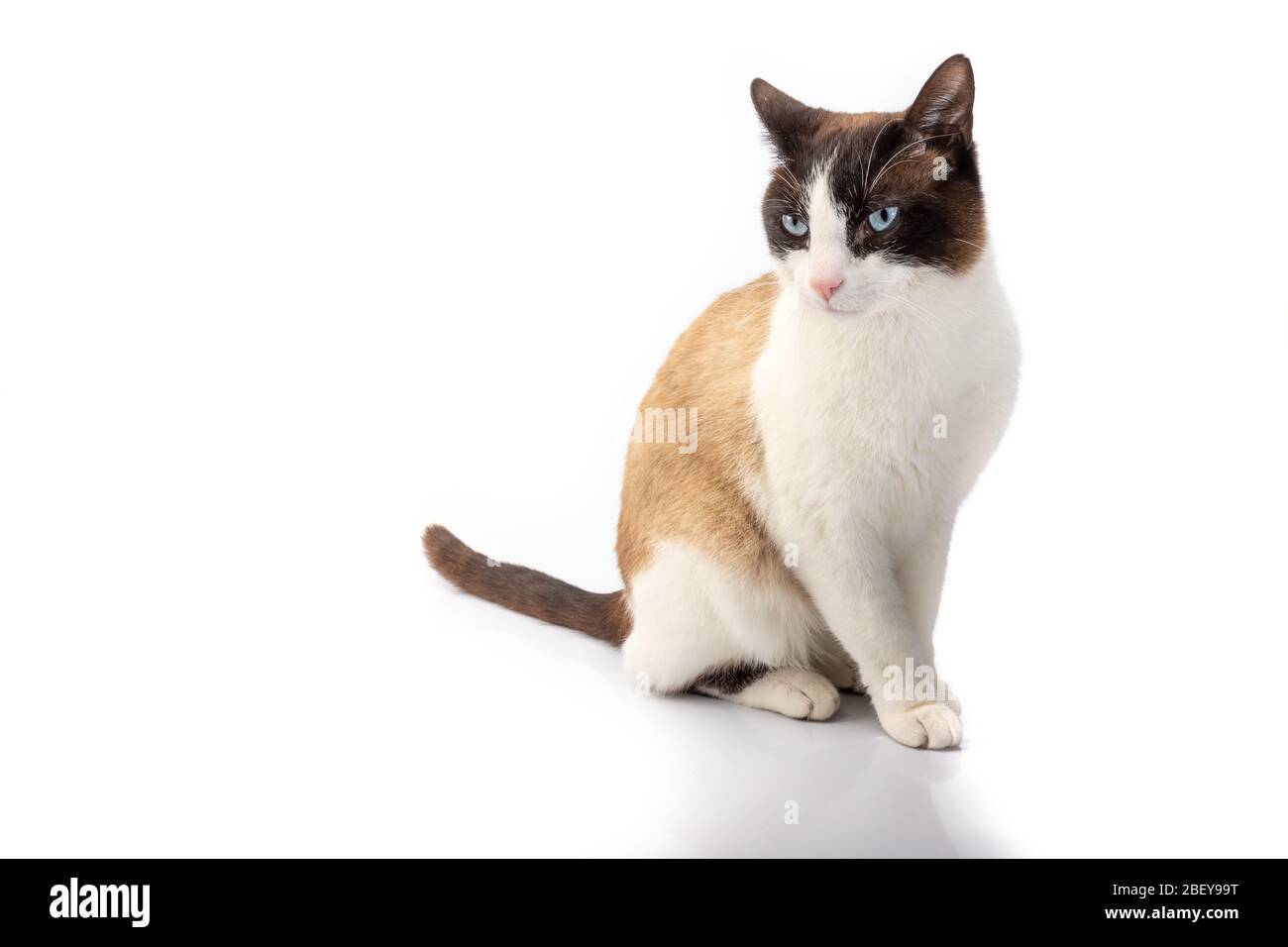 siamese cross cat and ragdoll sitting on white background in studio ...