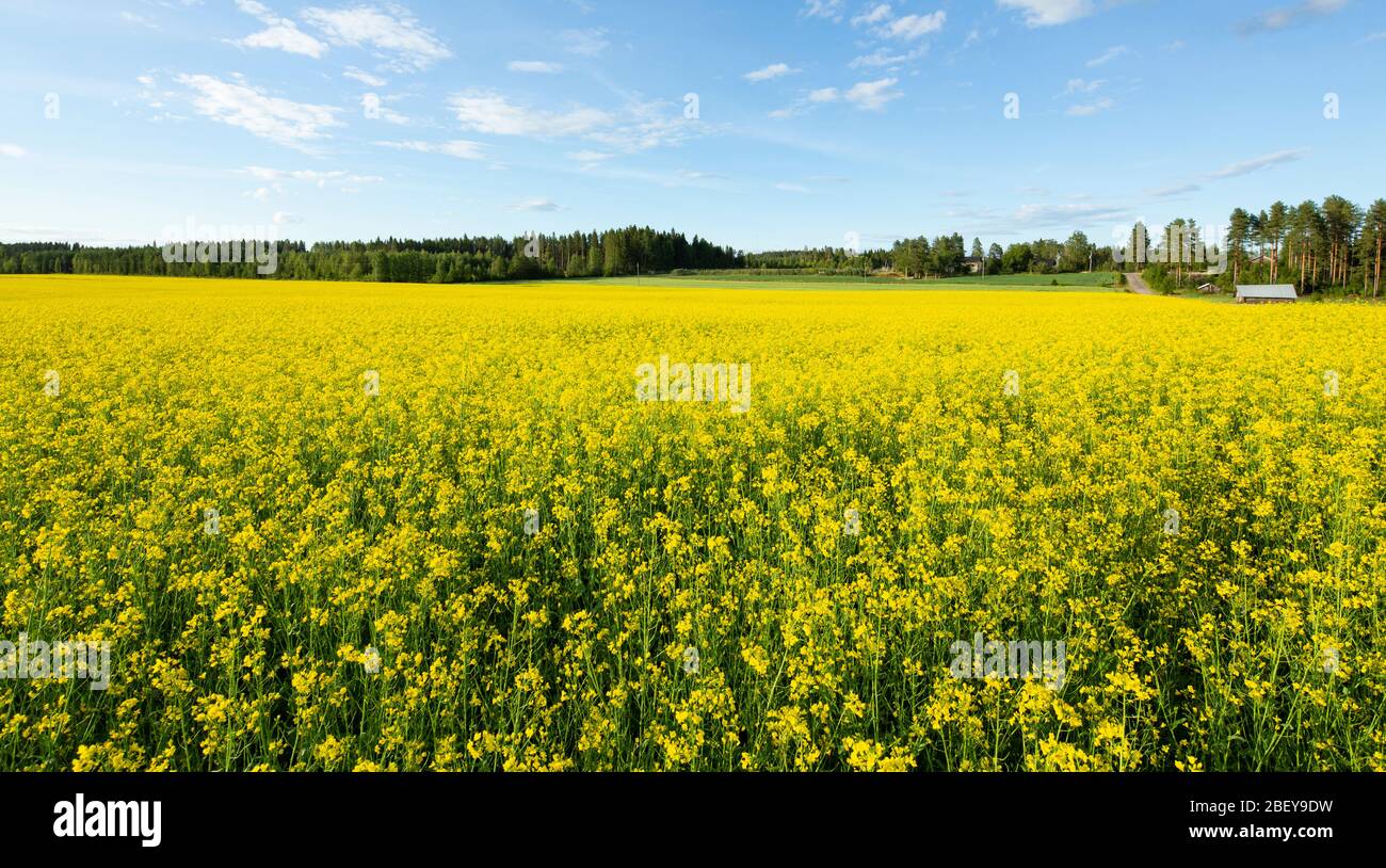 Field mustard ( Brassica rapa Oleifera ) flowering , Finland Stock ...