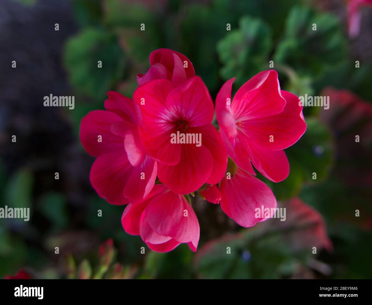Pink geranium flower in spring against green foliage background Stock ...