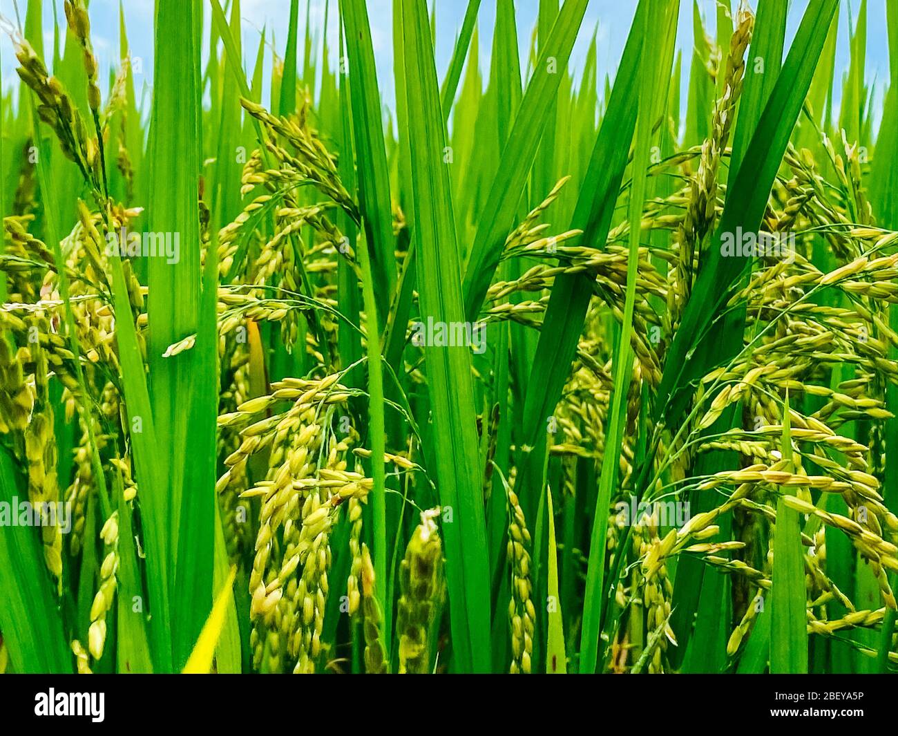 Young rice sprouts grow in hi-res stock photography and images - Alamy