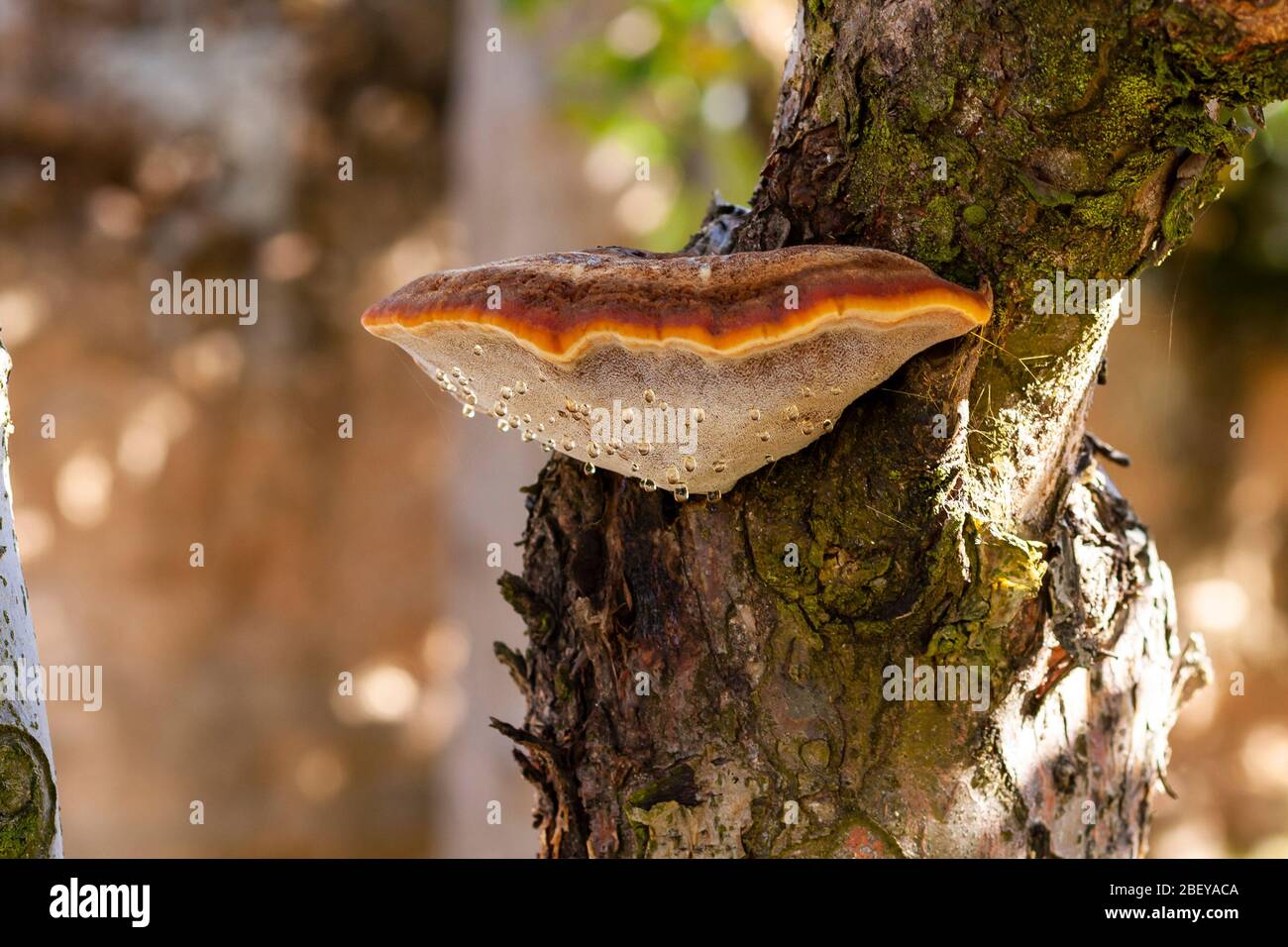 Inonotus hispidus, growing on the trunk of an old apple tree. Spain ...