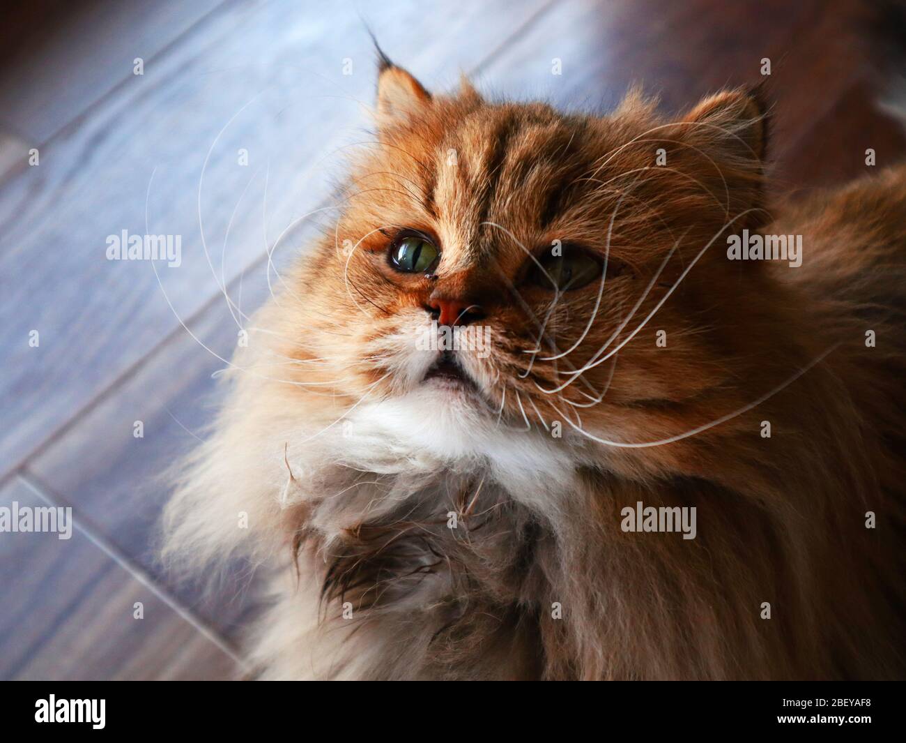Fluffy cat wanting food Stock Photo - Alamy