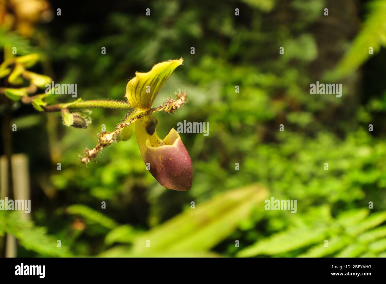 Exotic carnivorous flower hi-res stock photography and images - Alamy