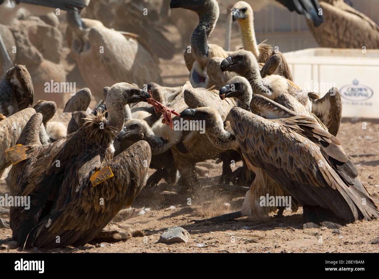 Two african vultures fighting by a piece of meat with other vultures on ...