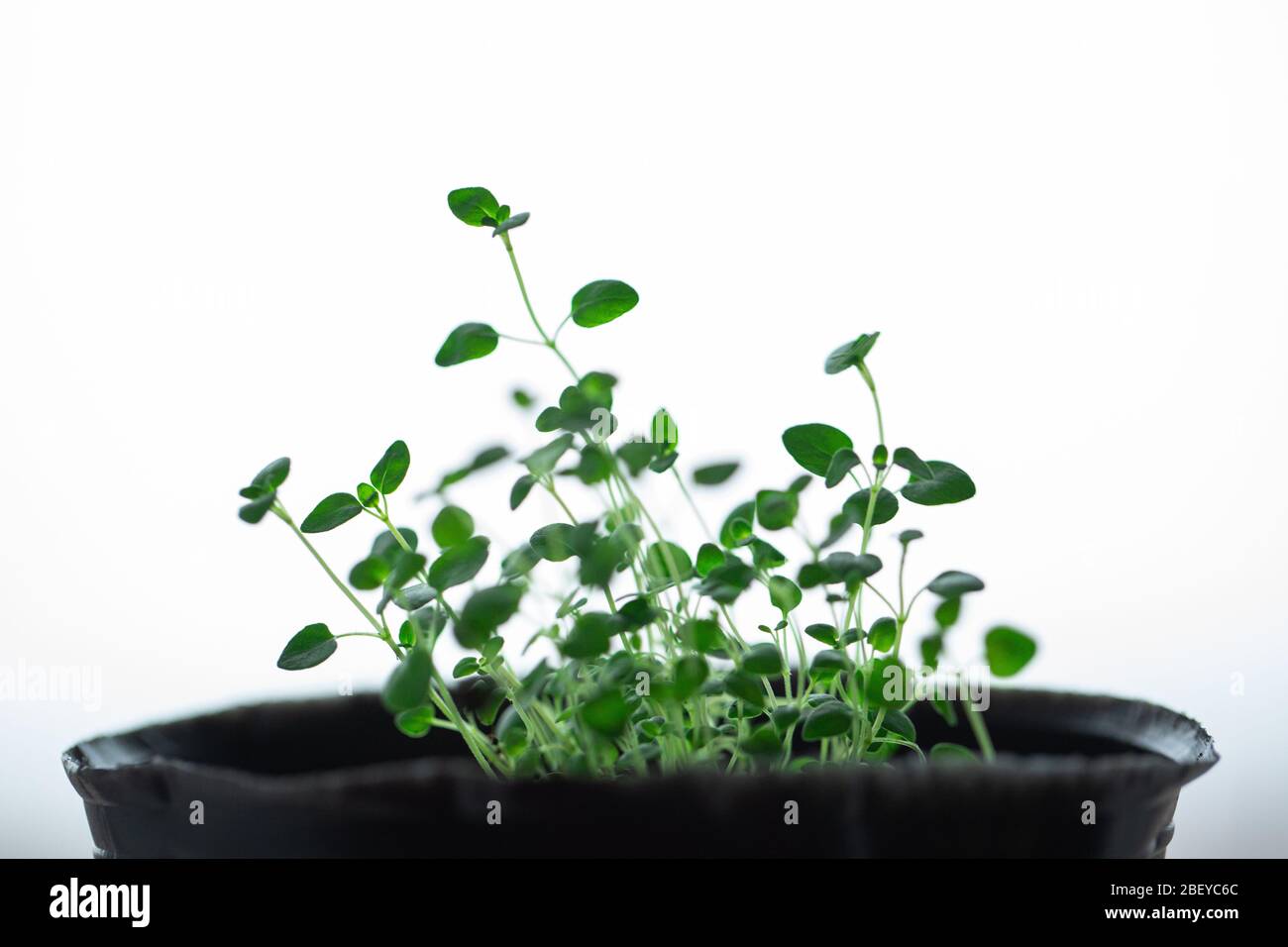 Green cumin hi-res stock photography and images - Alamy