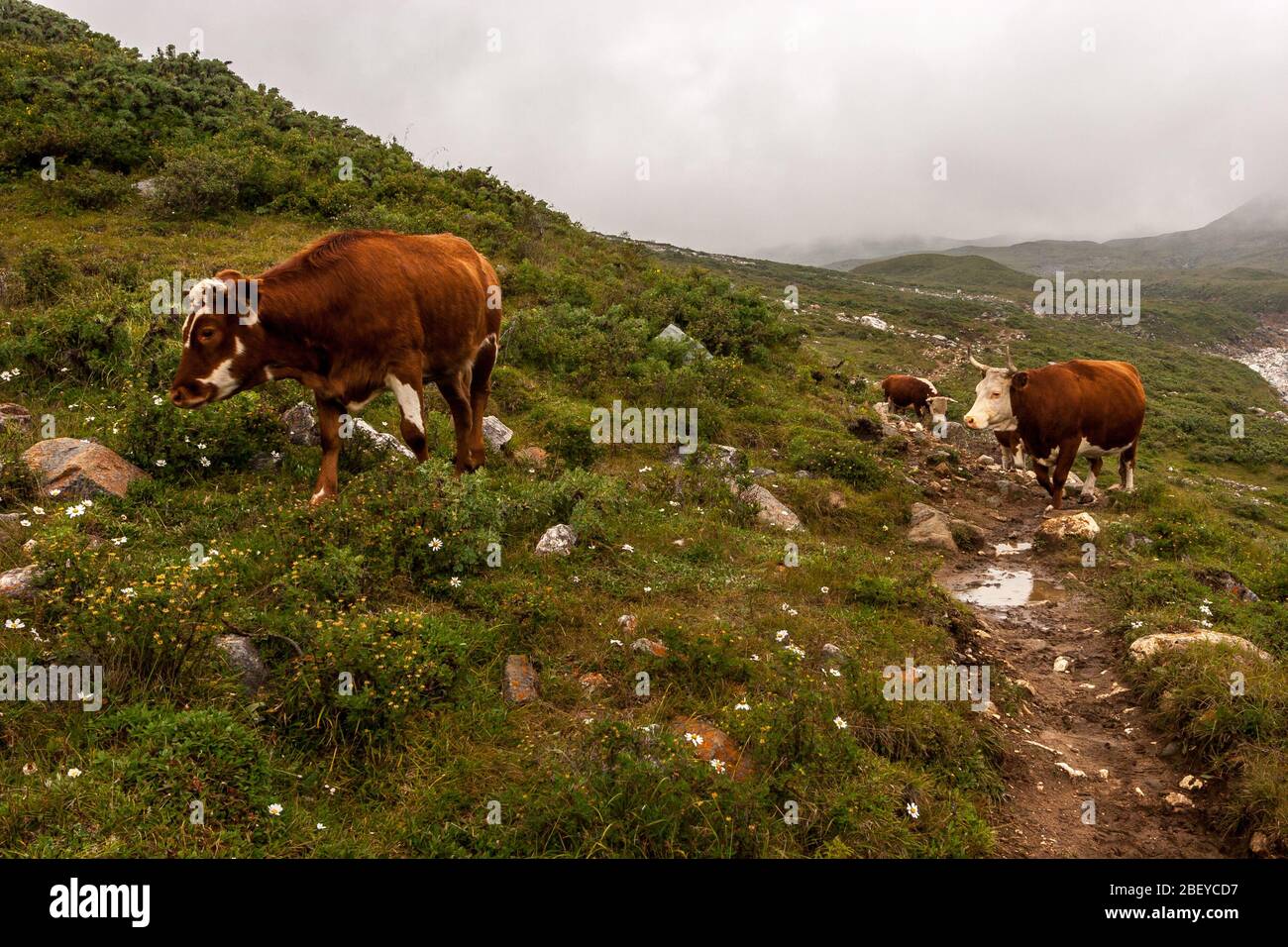 Three cows walk on a trail in the mountains. A lot of stones on the ...