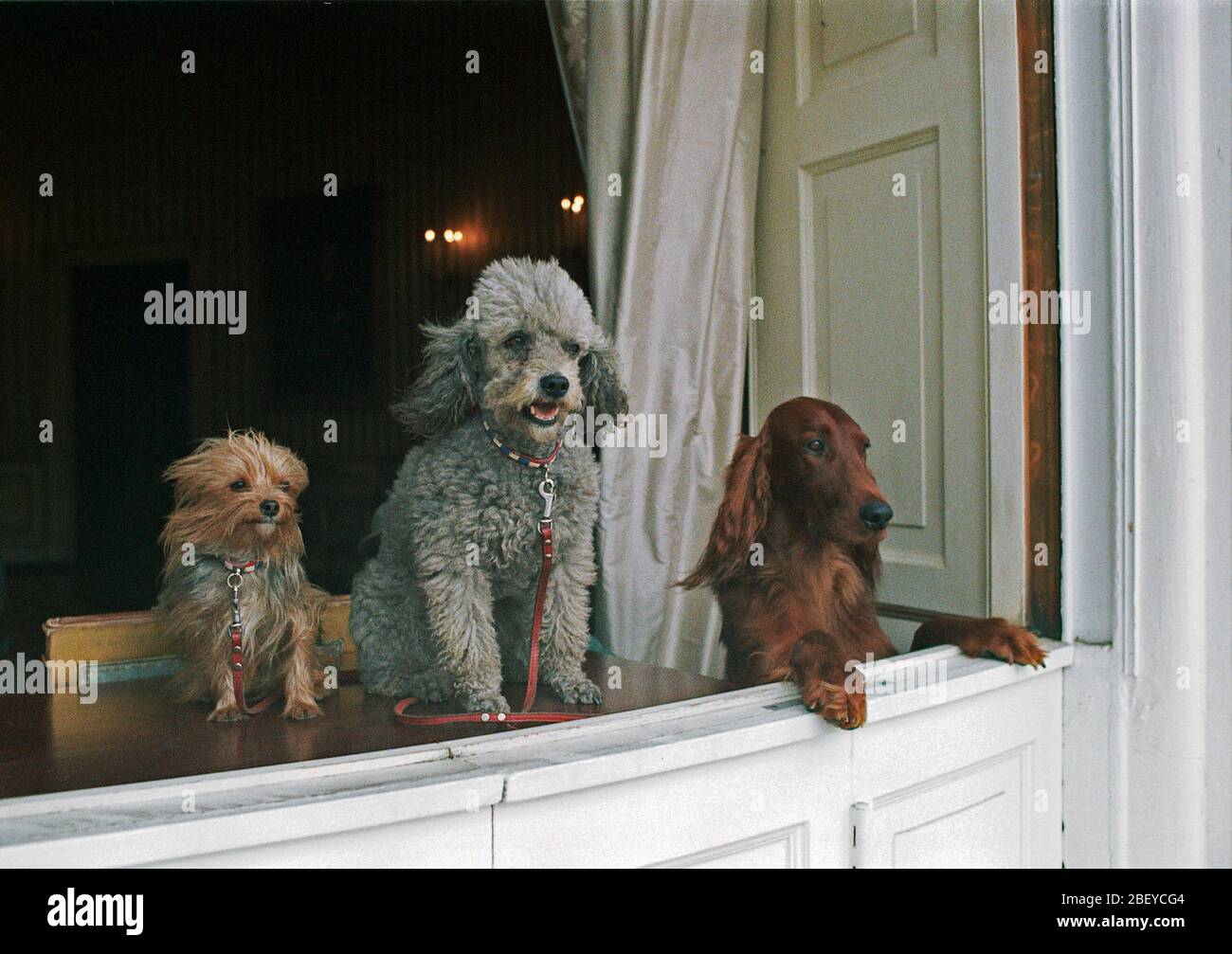 "The First Dogs": Pasha, Vicki, and King Timahoe (from left Stock Photo ...