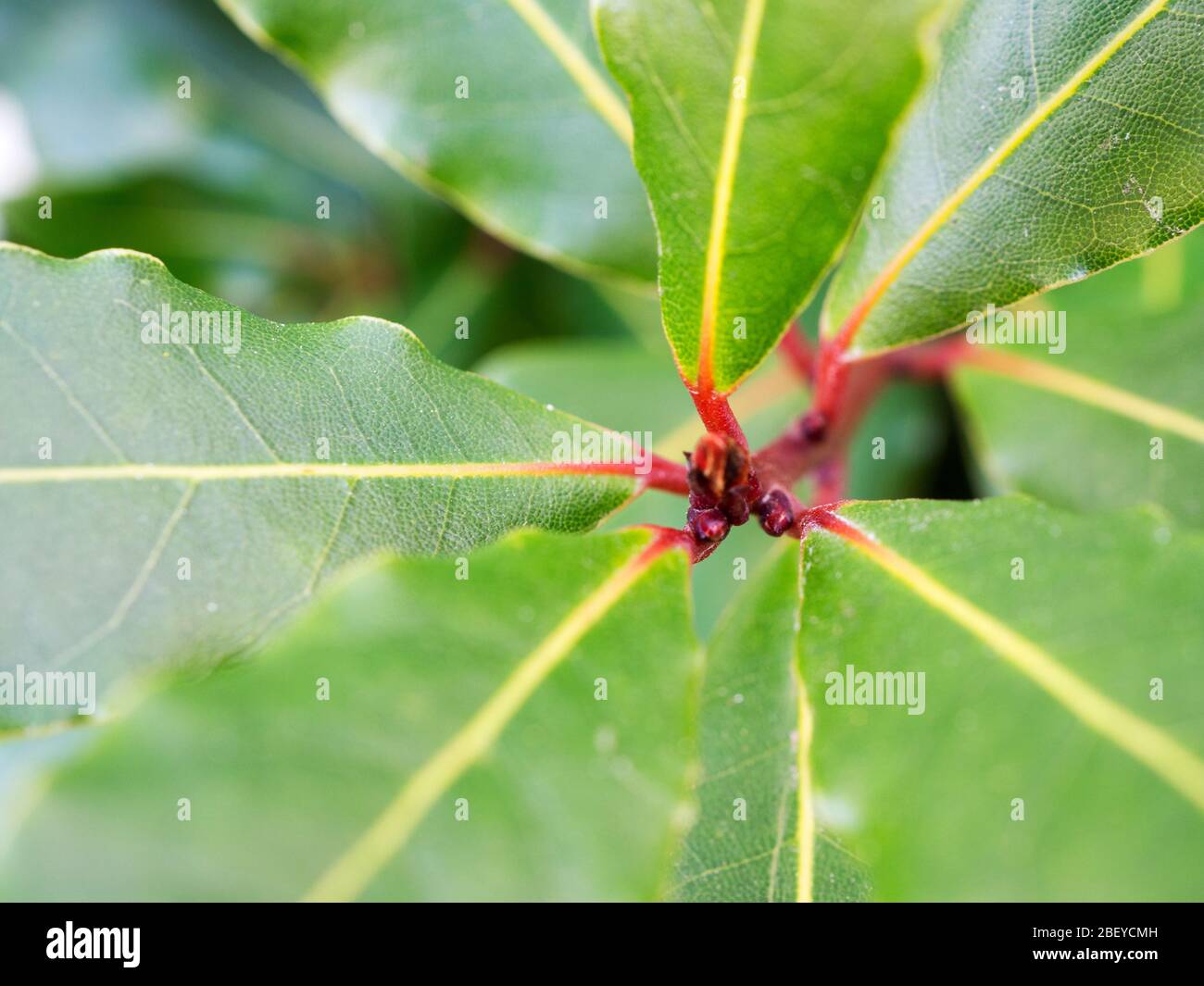Laurus nobilis hi-res stock photography and images - Alamy