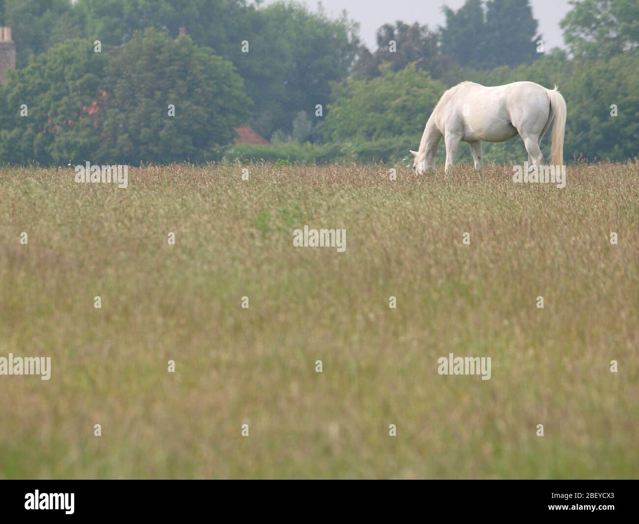 A large grey horse grazes alone in a summer paddock of long grasses ...