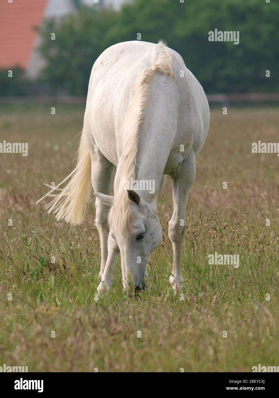 A large grey horse grazes alone in a summer paddock of long grasses ...