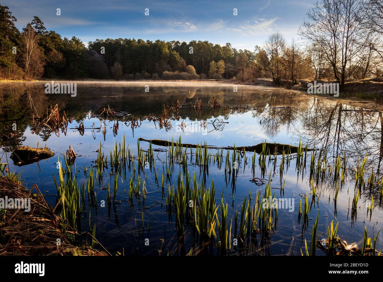 Landscape of pond in a fog and pine forest with reed in the foreground ...