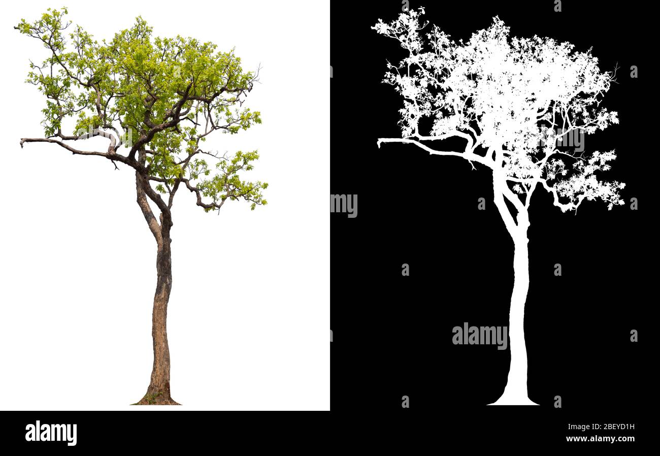isolated tree without leaves on white background with clipping path and ...