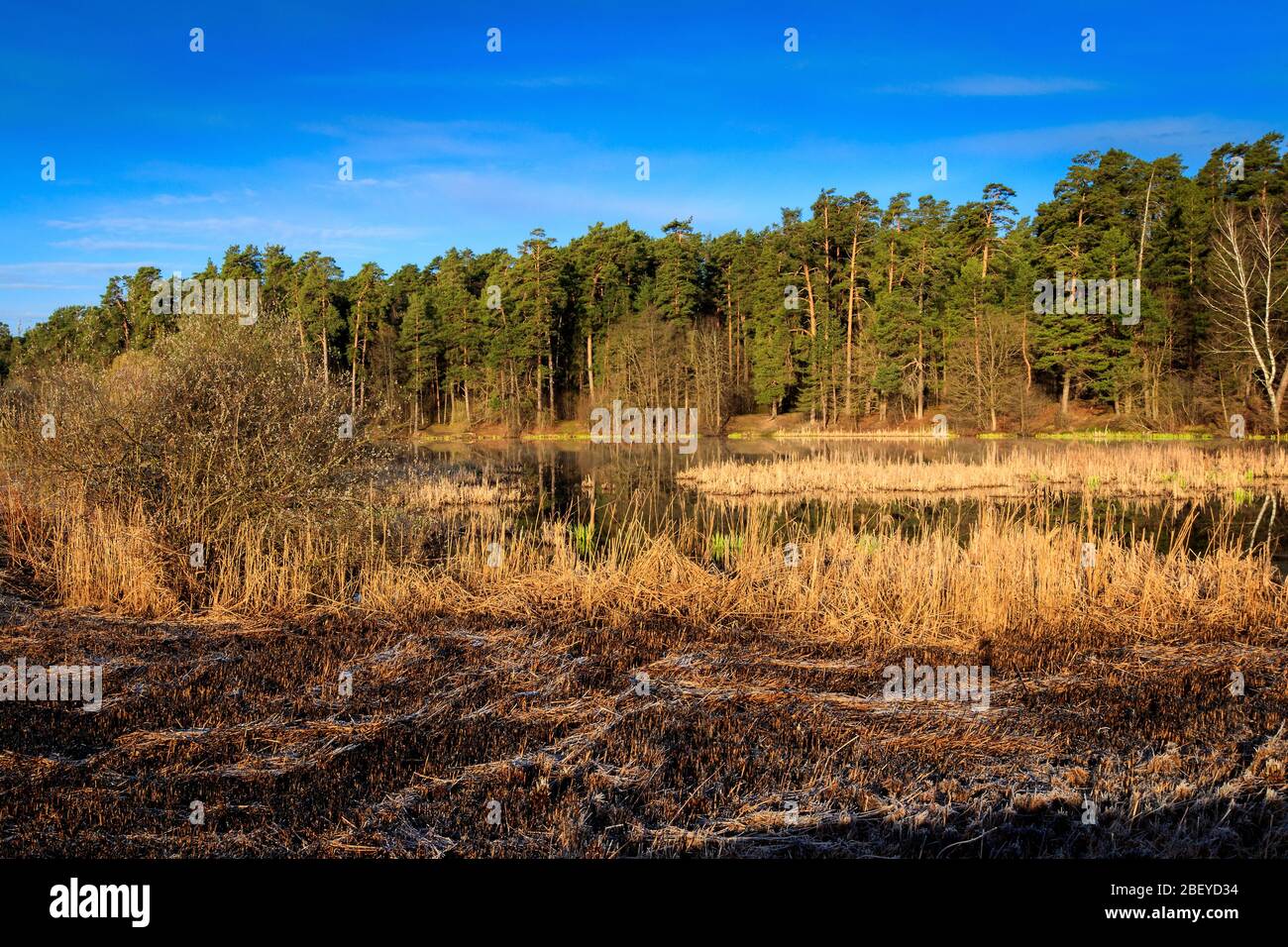 Landscape of pond and pine forest with grass in the foreground in the ...