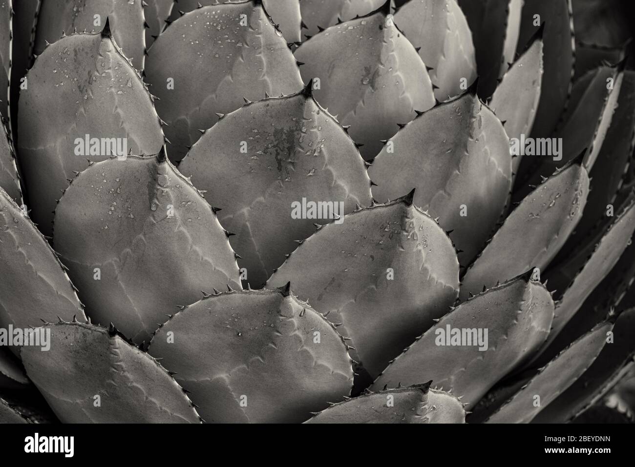 Repetitive and symmetrical pattern of a cactus in black and white, from ...