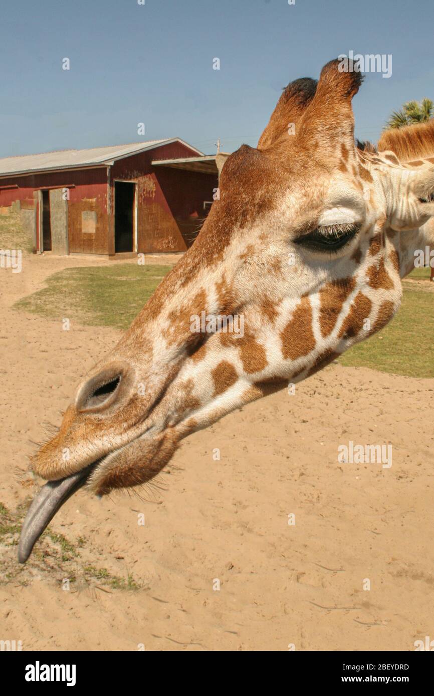 Zoo giraffe tongue feeding hi-res stock photography and images - Alamy