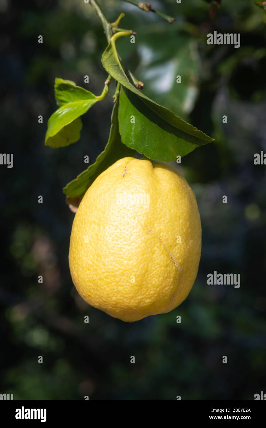Fresh lemon fruit and leaves hanging from a tree in Corsica against a ...