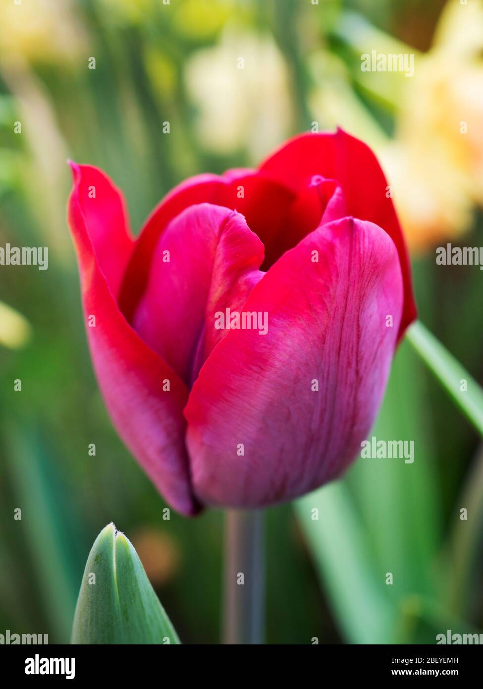 Tulip Ronaldo tulip flower in spring Stock Photo - Alamy