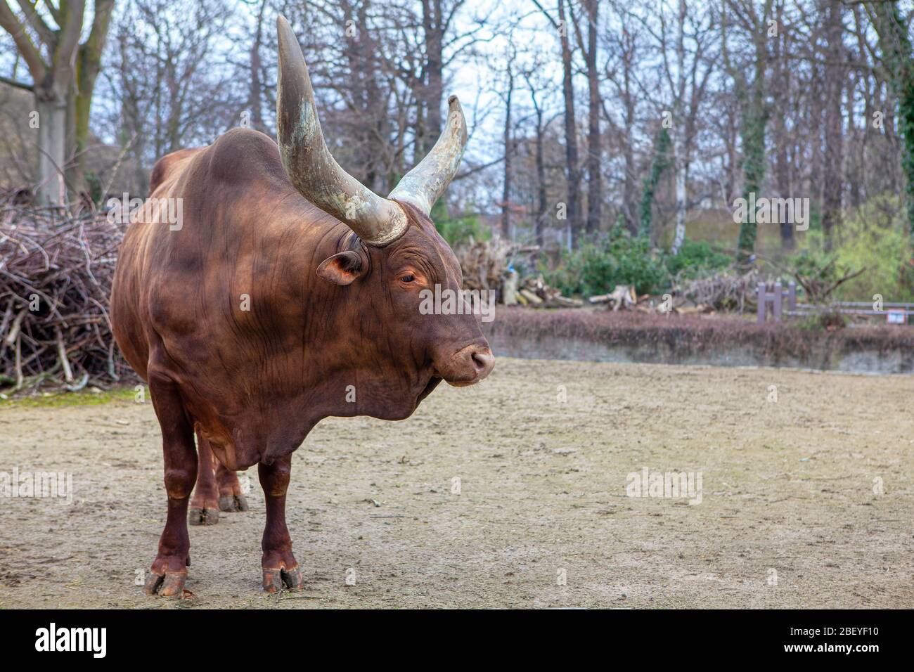 Male of Ankole Watusi with big horns Stock Photo - Alamy