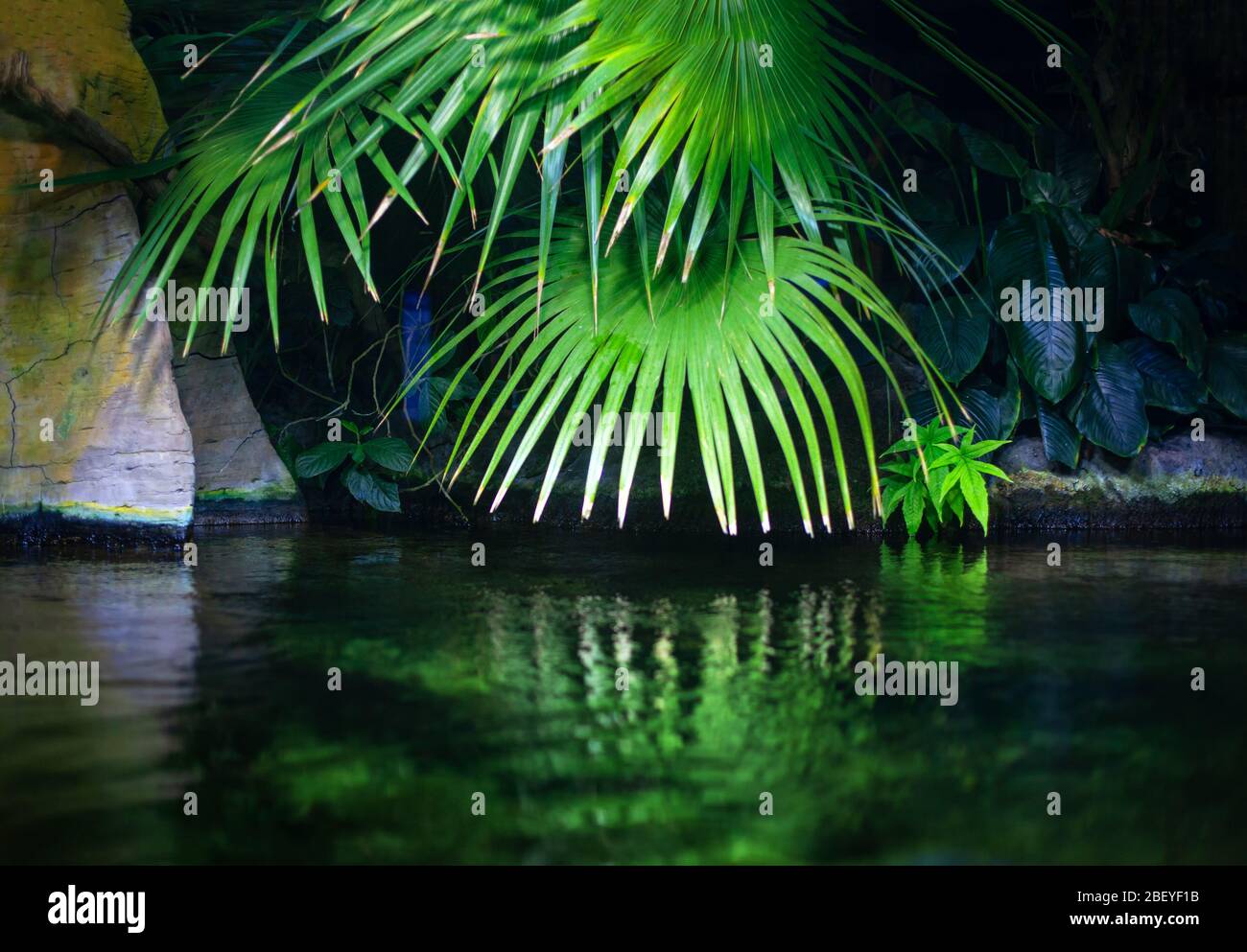 green vegetation reflection in the rainforest water Stock Photo - Alamy