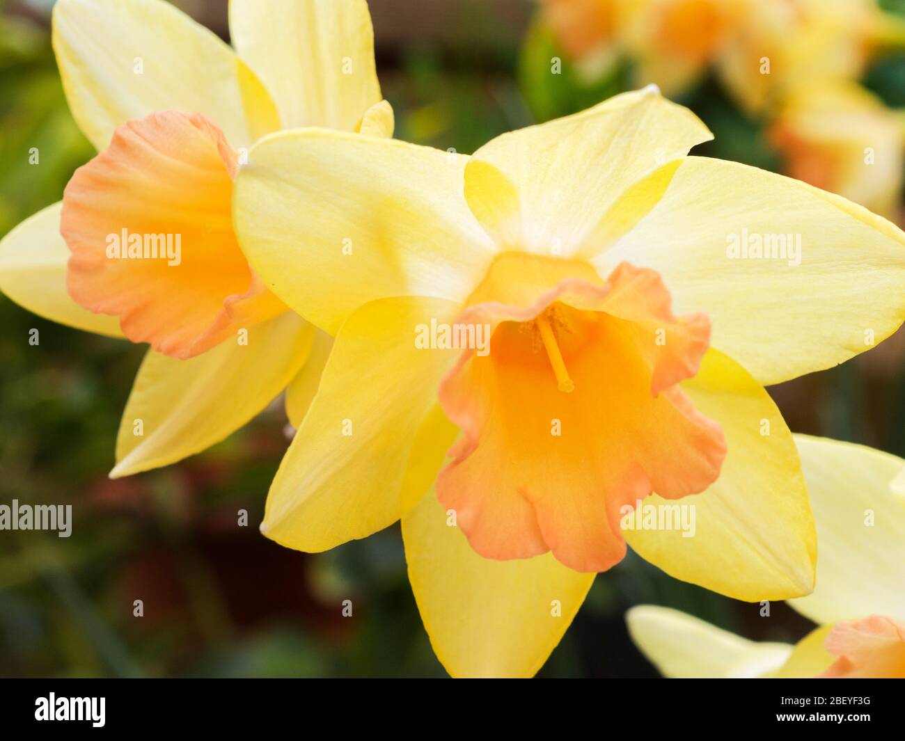 Narcissus Blushing Lady daffodil flowers in spring Stock Photo - Alamy