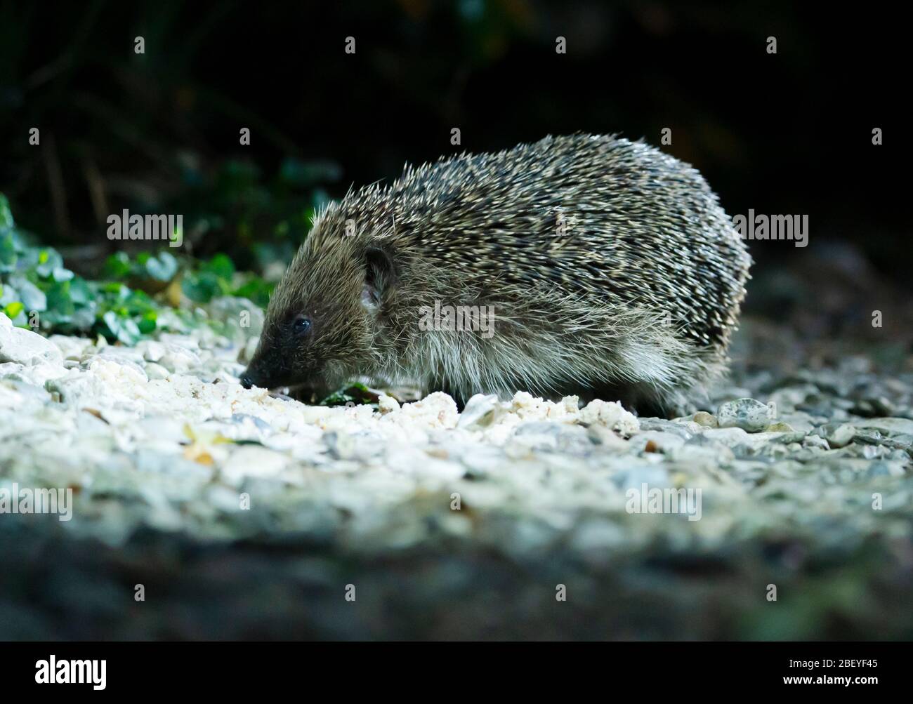 Uk night time garden hi-res stock photography and images - Alamy
