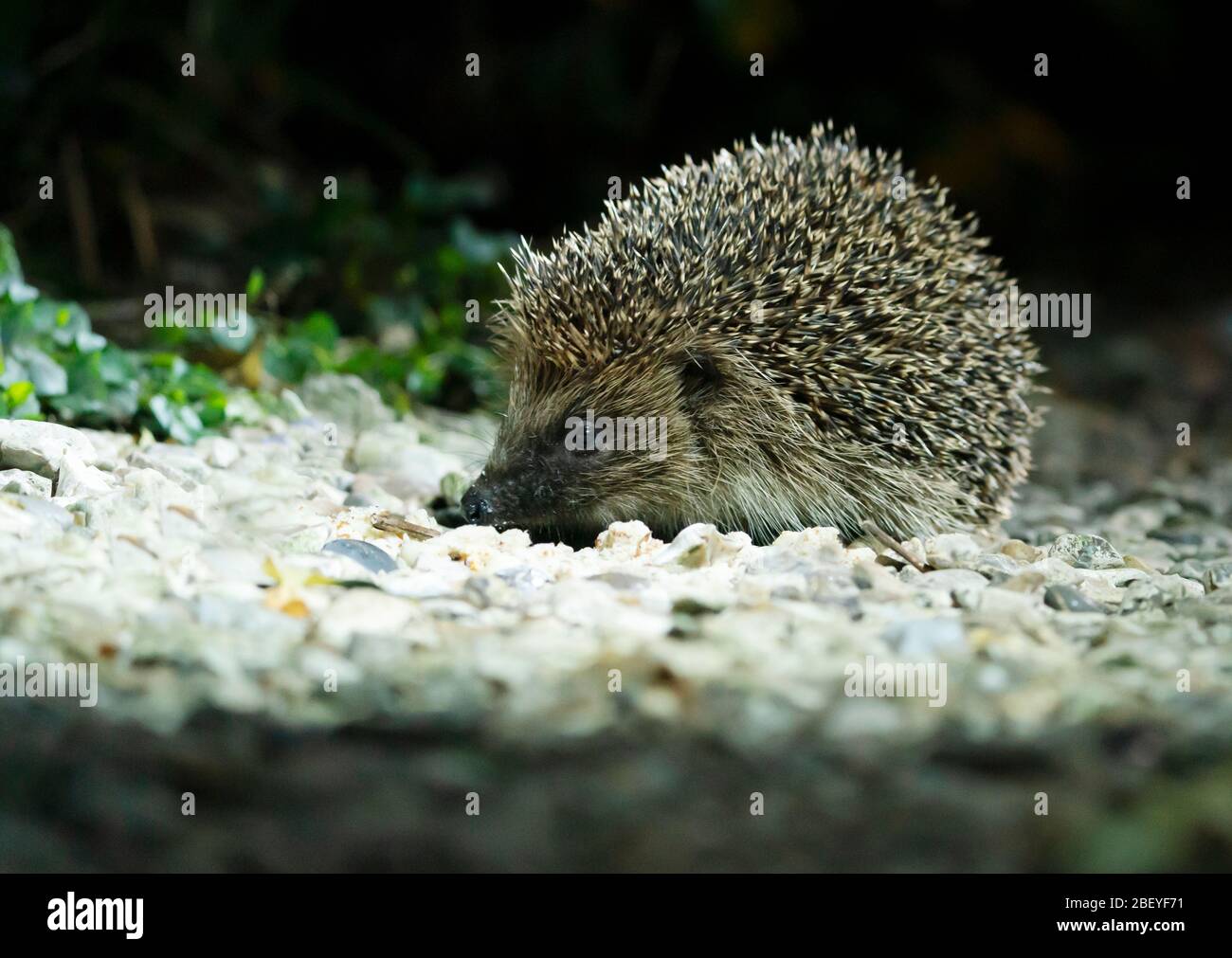 Uk night time garden hi-res stock photography and images - Alamy
