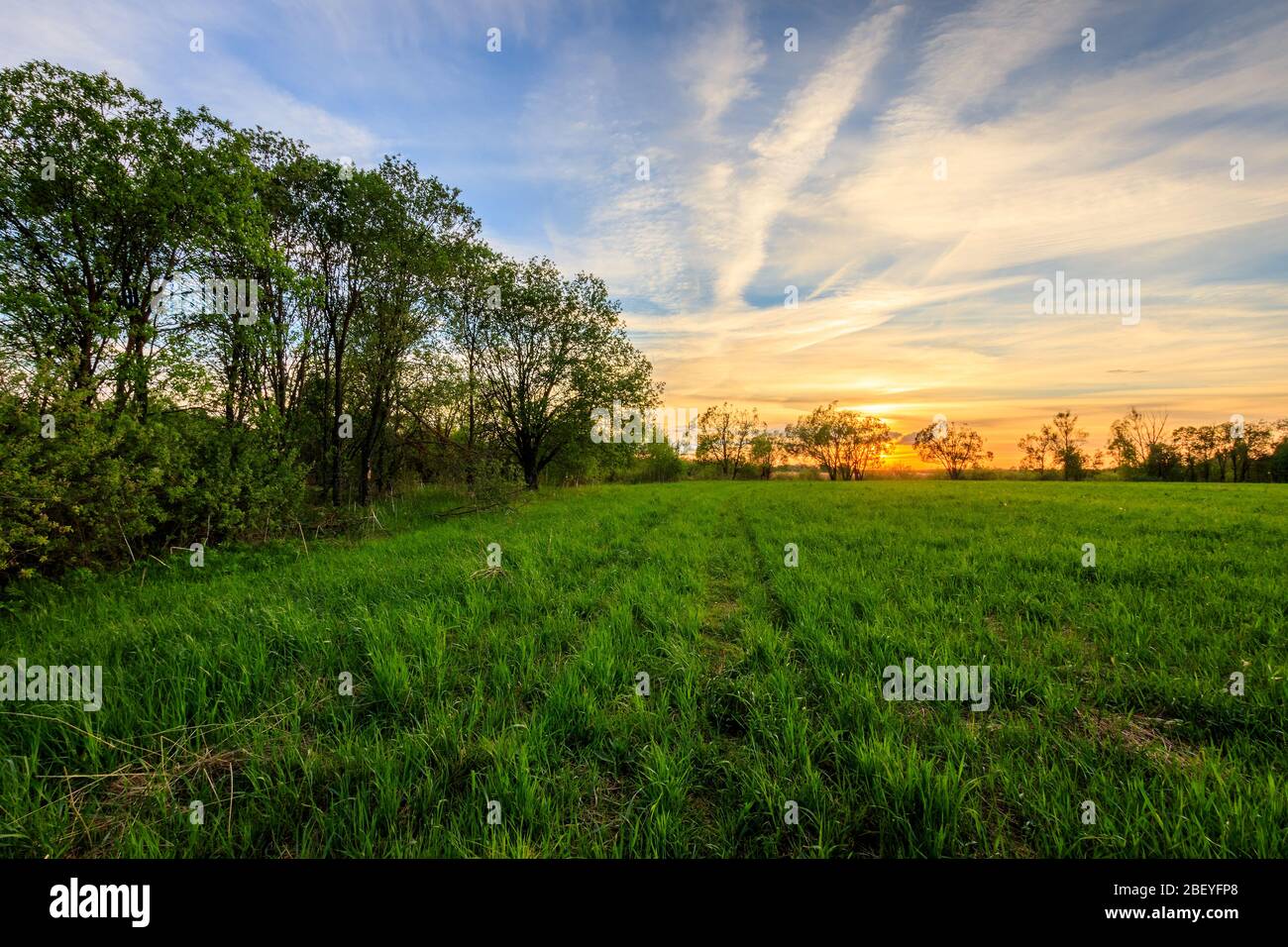Scene of beautiful sunset at summer field with willow trees and grass ...