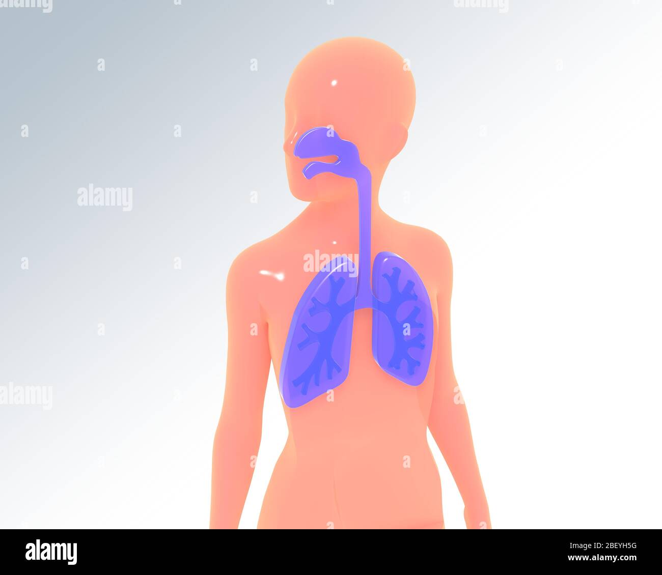 3D illustration of respiratory system over simplified human body. Image ...