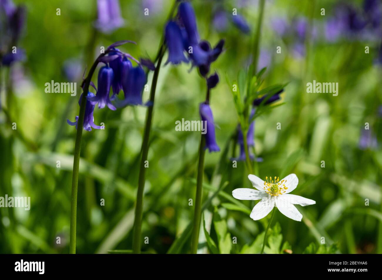 Biodiversity loop hi-res stock photography and images - Alamy Biodiversity loop hi-res stock photography and images - Alamy
