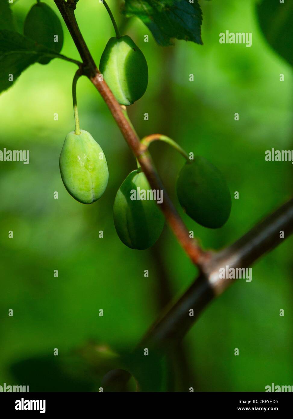 Plum tree with still green fruits hi-res stock photography and images ...