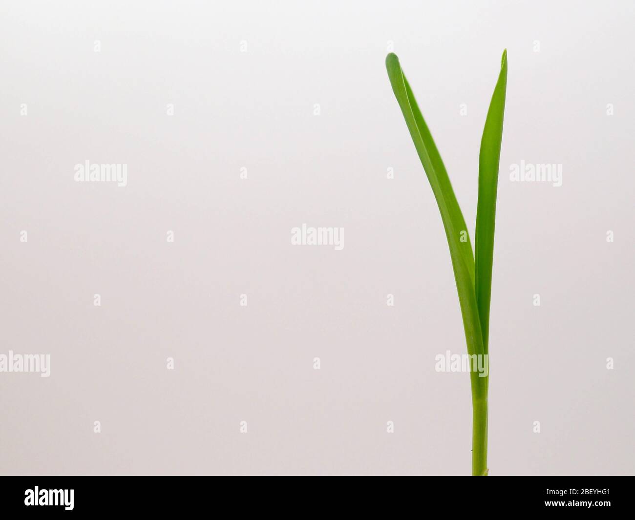Seedling stem growth hi-res stock photography and images - Alamy