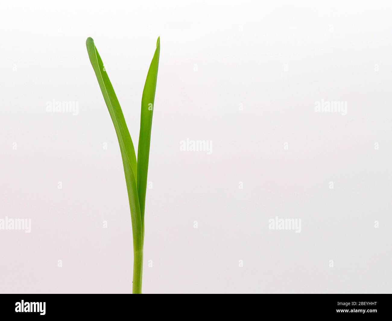 Close Up Of An Isolated Sweet Corn Seedling (Zea Mays, Monocotyledon ...
