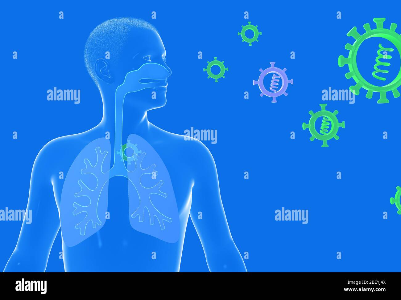 3D illustration of Anatomy of respiratory system of man and virus and ...