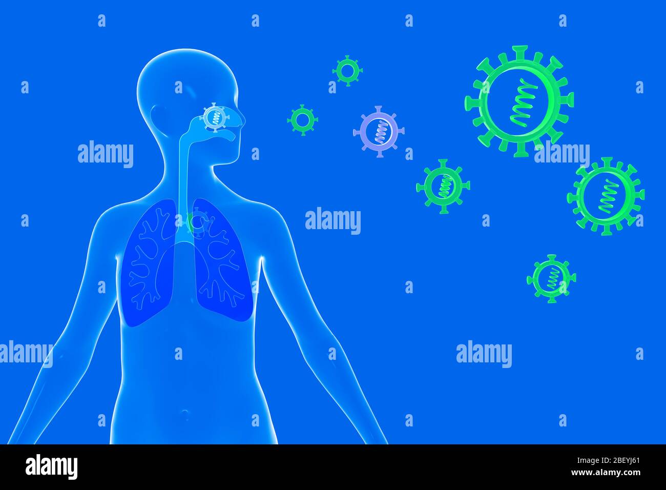 3D illustration of simplified human anatomy with the human respiratory ...
